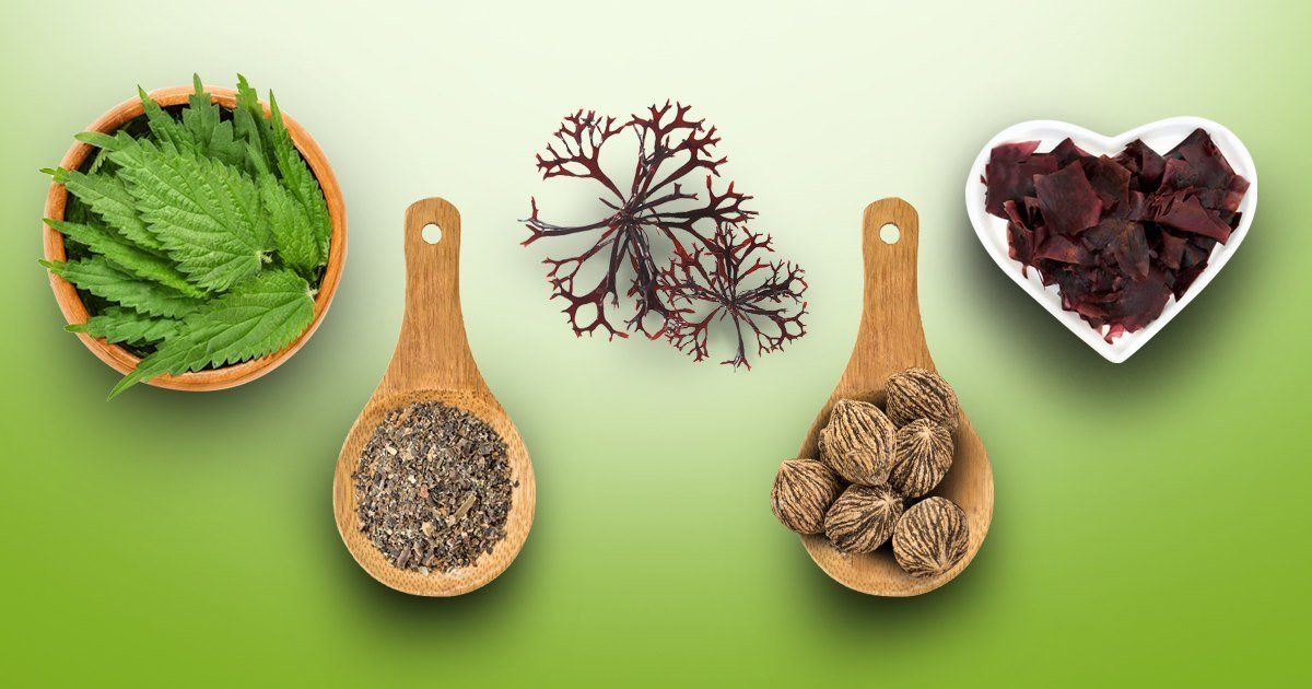 5 Herbs That Can Help Support Thyroid Health and Function – Go Nutrients